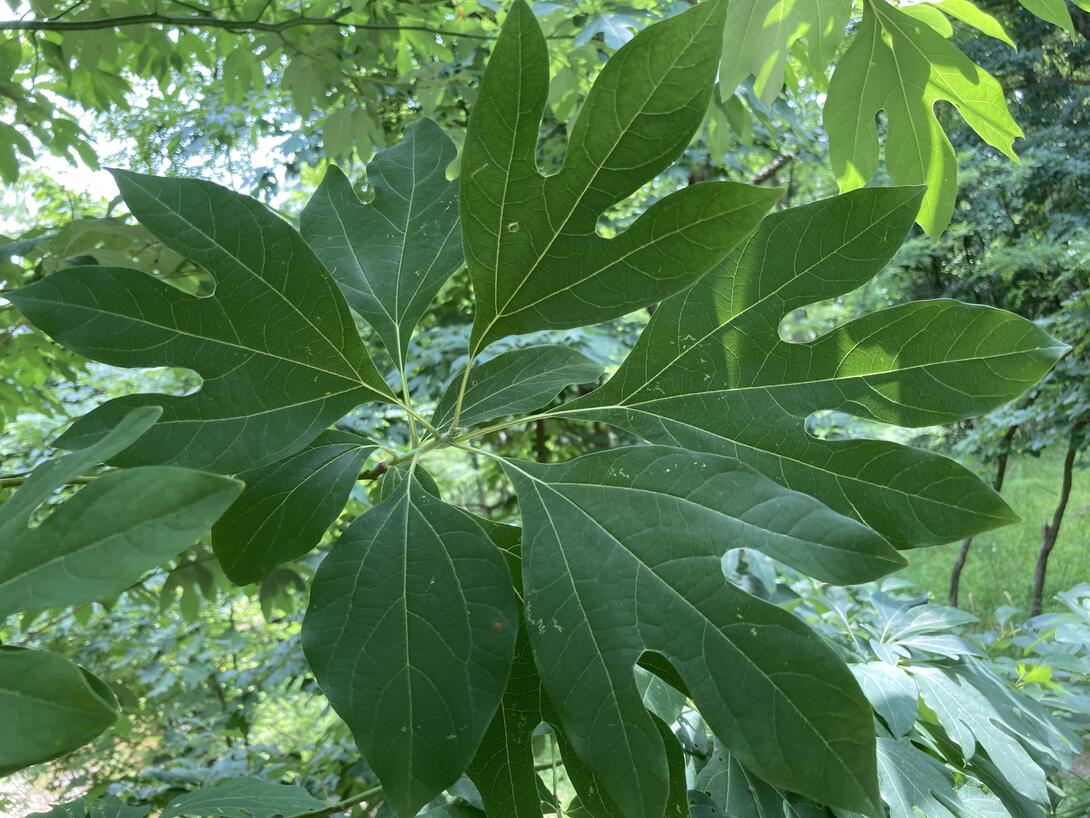 Sassafras | CMP Tree Selection Tool